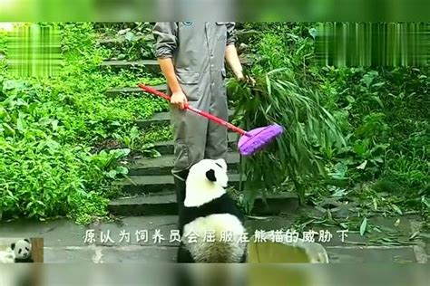 奶爸扛着扫把走过来，熊猫宝宝吓坏了，这是来揍我的吗？
