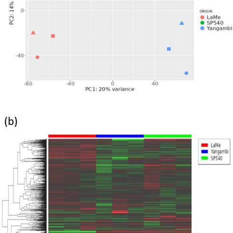 Principal Component Analysis A And Heat Map Analysis B Of Samples