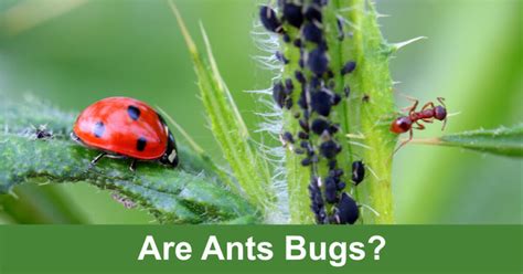 What Eats Ants Comprehensive List Of Natural Predators Scifaqs