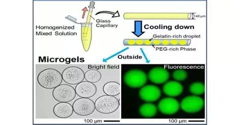 simple yet clever making consistent dna encapsulating microgels that