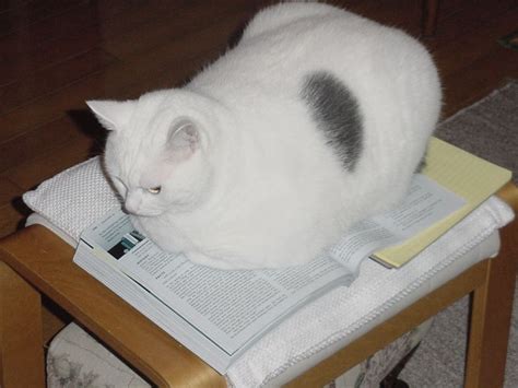 I Have More Than 40 Years Of Writing Experience I Did Freelance Writing For Almost 30 Years