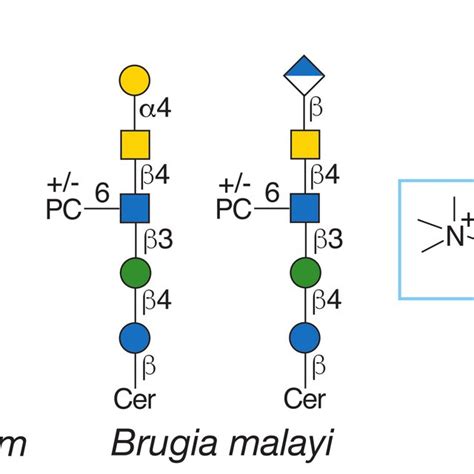 Cummings Review On Parasite Glycosphingolipid Tif Download Scientific Diagram