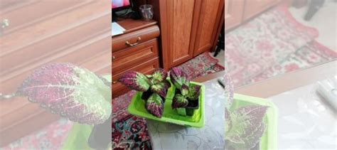 Черенки колеуса купить в Кемерово Товары для дома и дачи Авито