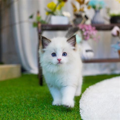 캣스토리 고양이분양 일산파주김포인천