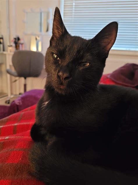 Blud Got The Middle Finger Extendo💀 R Blueryai