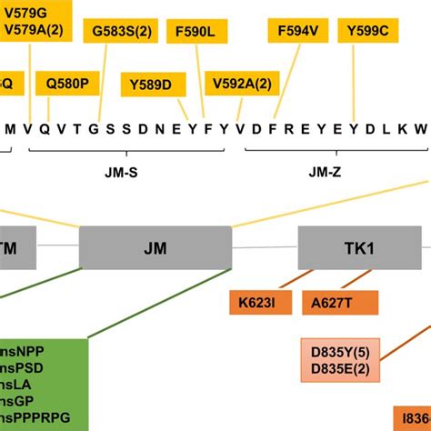 The Mutational Spectrum Of Flt3 Gene In Acute Lymphoblastic Leukemia Is
