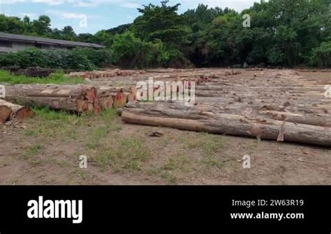 Deforestation Logs Cut Pile Rest On Goverment Field Stock Video Footage Alamy