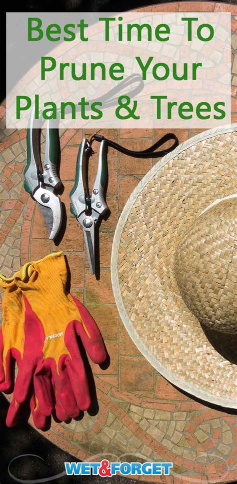 Plant Training To Prune Or Not To Prune Life S Dirty Clean Easy