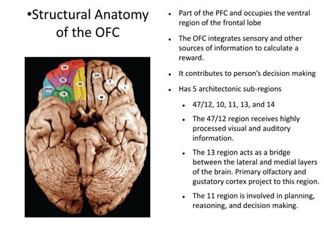 Orbitofrontal Cortex Anatomy