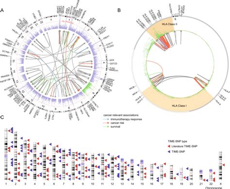 Germline Modifiers Of The Tumor Immune Microenvironment Implicate Drivers Of Cancer Risk And
