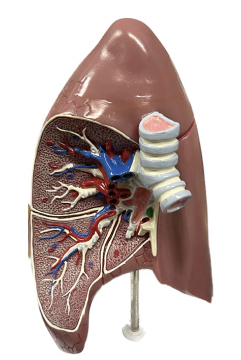 Right Lung Diagram Quizlet Right Lung Diagram Quizlet