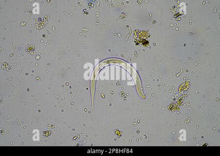 Soil Microbes In A Compost On A Farm In India Stock Photo Alamy