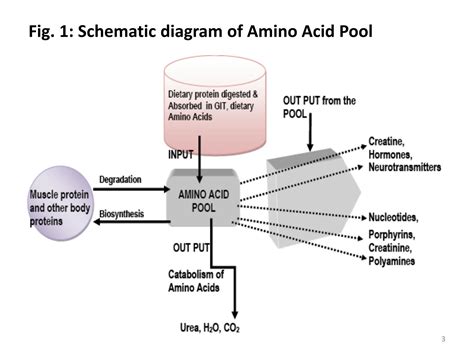 Solution Nitrogen Metabolism Studypool
