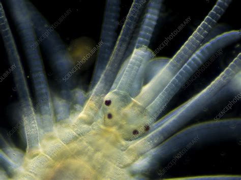 Annelid Polychaete Light Micrograph Stock Image C055 9643 Science Photo Library