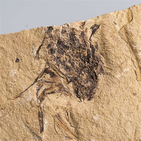 Williamsonia Sp Flower The Natural Canvas