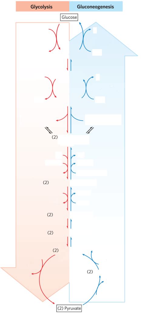 圖表· Glycolysis And Glycogenesis Quizlet