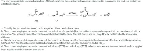 Solved The Enzyme Aspartate Transcarbamoylase Atcase