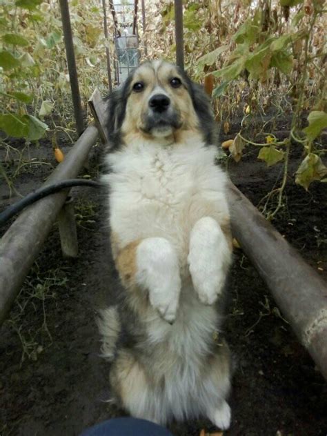 სოფლის მეურნეობა