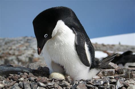 Space Views Of Penguin Poo Yield Insights Nasa Science