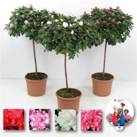 Azalée Dintérieur Vogel Jardiland