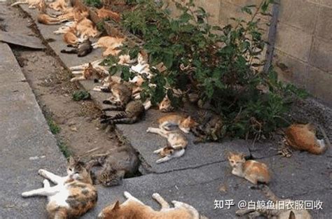 关于流浪猫狗，一些你所不知道的事 知乎