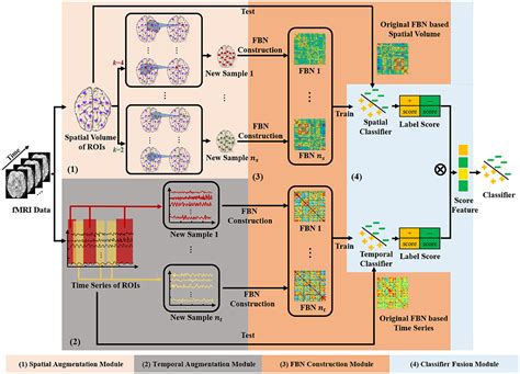 Frontiers Spatial Temporal Data Augmentation Based Functional Brain