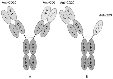 Bispecific Antibodies And Uses Thereof To Treat Cancer Eureka Patsnap