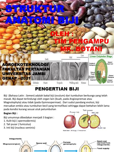 10 B Struktur Anatomi Biji Pdf