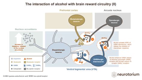 The Interaction Of Alcohol With Brain Reward Circuitry Ii Neurotorium