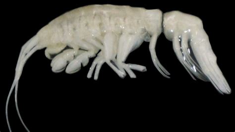 Deep Sea Predator Built For Killing Discovered 8000 Meters Underwater