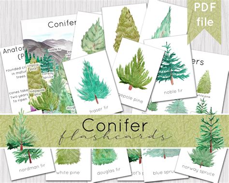 Conifer Flashcards Evergreen Christmas Tree Flashcards Set Etsy