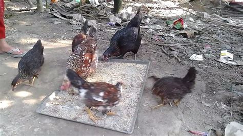 আমার মায়ের হাস মুরগি Youtube