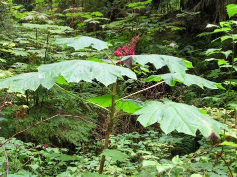 Devils Club Oplopanax Horridus Botanical Realm