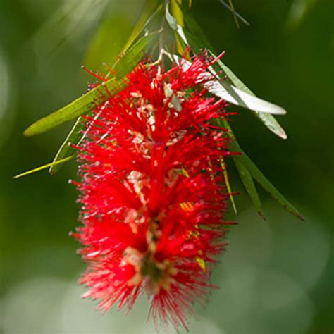 Calistemo Vivero El Encanto