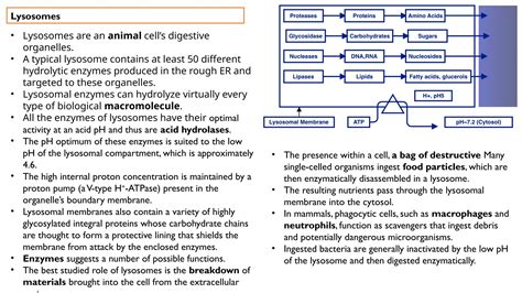 All About Lysosomes And Its Anatomy Physiology Chemistry And Its