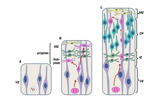 2 Schematic Illustration Of Rodent Neocortical Formation A In The Download Scientific Diagram