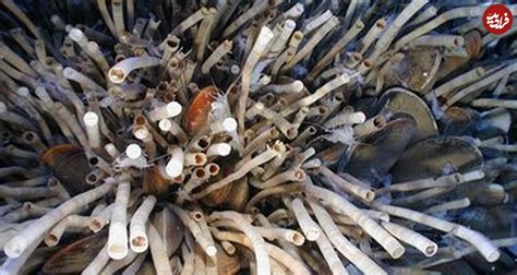 عکس دیده شدن کرم‌های غول‌پیکر در بستر اقیانوس