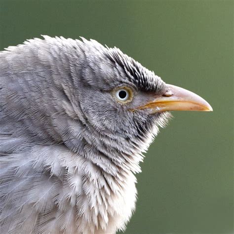 A Juvenile Jungle Babbler In Wild Stock Image Image Of Migratory Angry 125949035