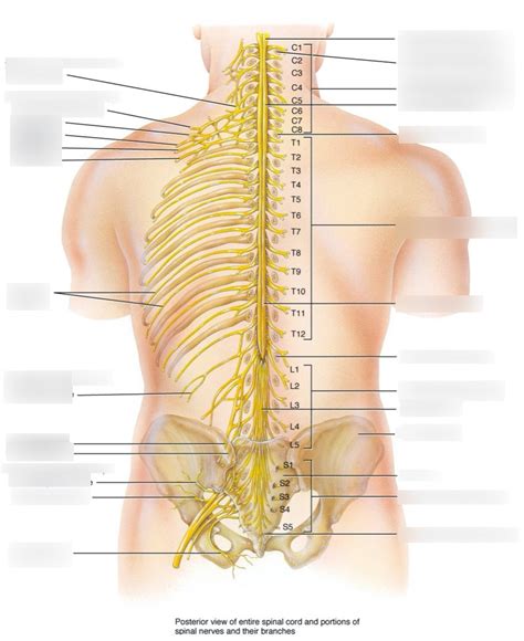 Spinal Nerves In Depth Labeling Diagram Quizlet
