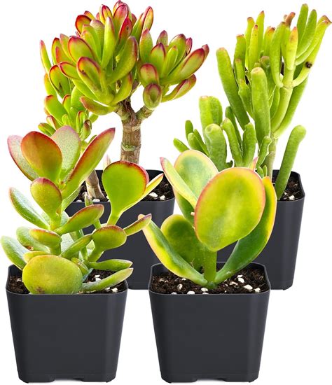 Shop Succulents Crassula Ovata Jade Plant Hand Selected For Health Size