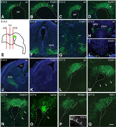 Pcp Mutant Mice Display Axon Guidance Defects In The Mdda System