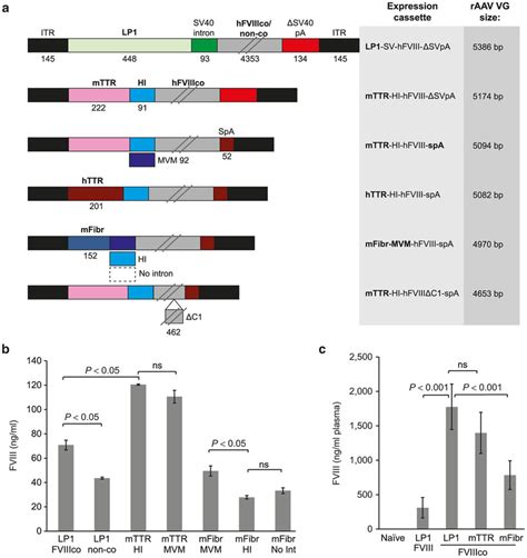 Generation And Testing Of Human Fviii Expression Cassettes In Previral