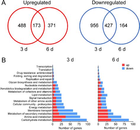 Transcriptome Analysis Of Strains Bc 101 4 And Δsbrh1 R A