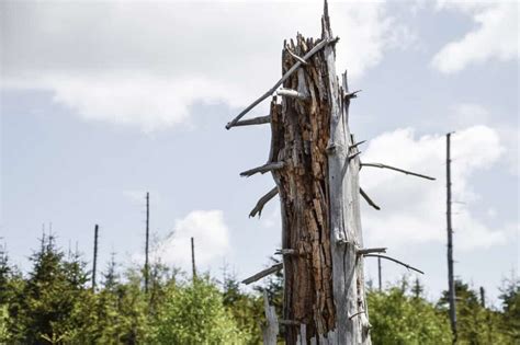 Why Trees Can T Survive Without Branches Can They Grow Tree Journey TradeWorks Revenue