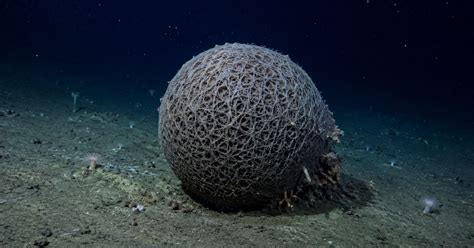 Death Ball Sponge Found Deep In Southern Ocean