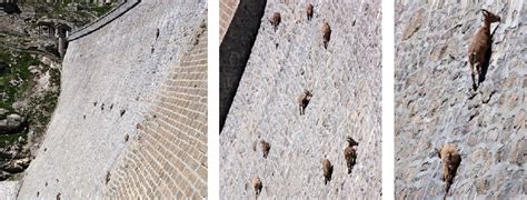 Figure 1 1 From Optimal Exploitation Of Natural Dynamics In Legged Locomotion Semantic Scholar