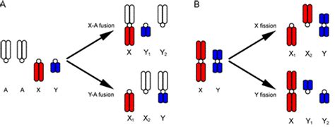 The Contribution Of Female Meiotic Drive To The Evolution Of Neo‐sex Chromosomes Evolution