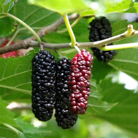 Berry Fruit Tree Identification At Abigail Schardt Blog