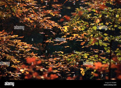 Trees Changing Colors In Autumn Stock Photo Alamy