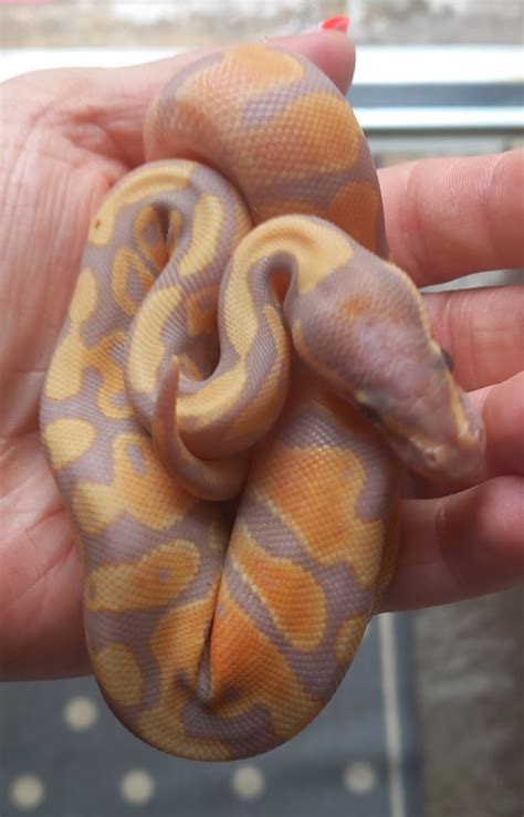 Help Identifying Genes In Banana Hatchlings Ball Pythons MorphMarket Reptile Community